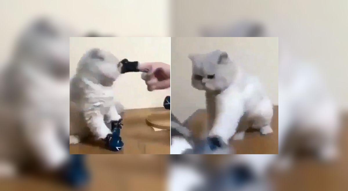 Gato aprende a boxear y le termina pegando a su hermano [VIDEO]