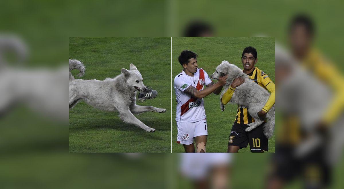Perro invade un partido en Bolivia y se roba una zapatilla de un ...