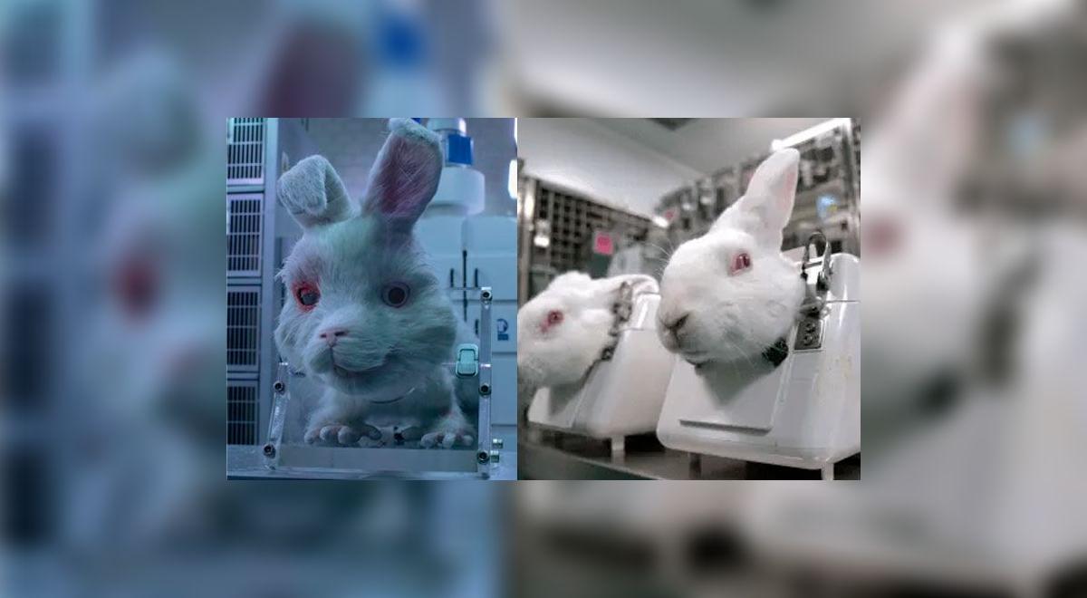 Salva a Ralph: Las pruebas cosméticas existen y se llaman test de Draize