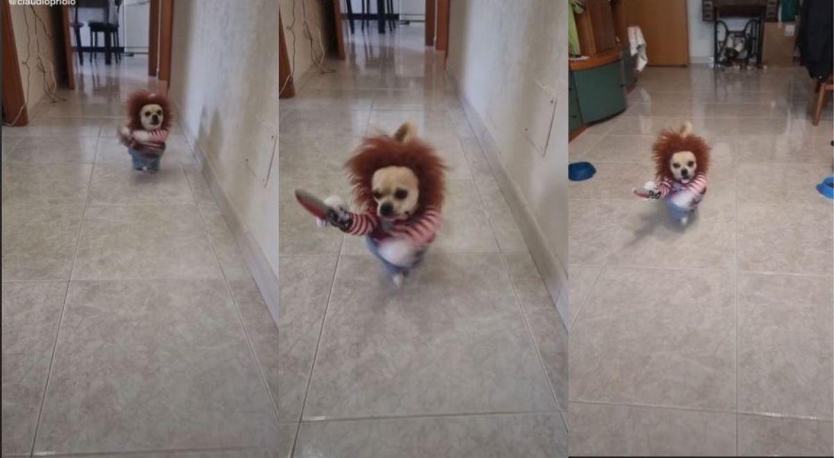 Tiktok: perro vestido de Chucky causa terror en la red social