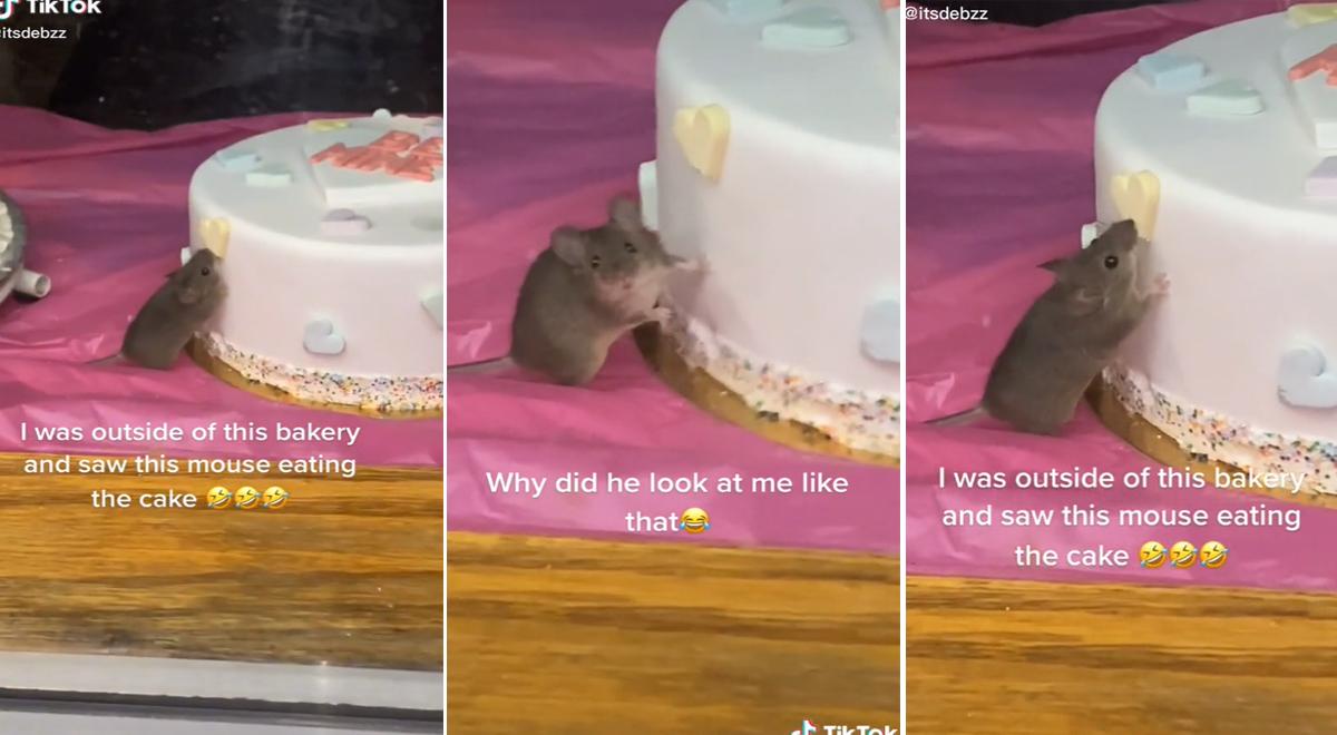 Joven graba a un ratón en una panadería y desenlace es viral en redes ...