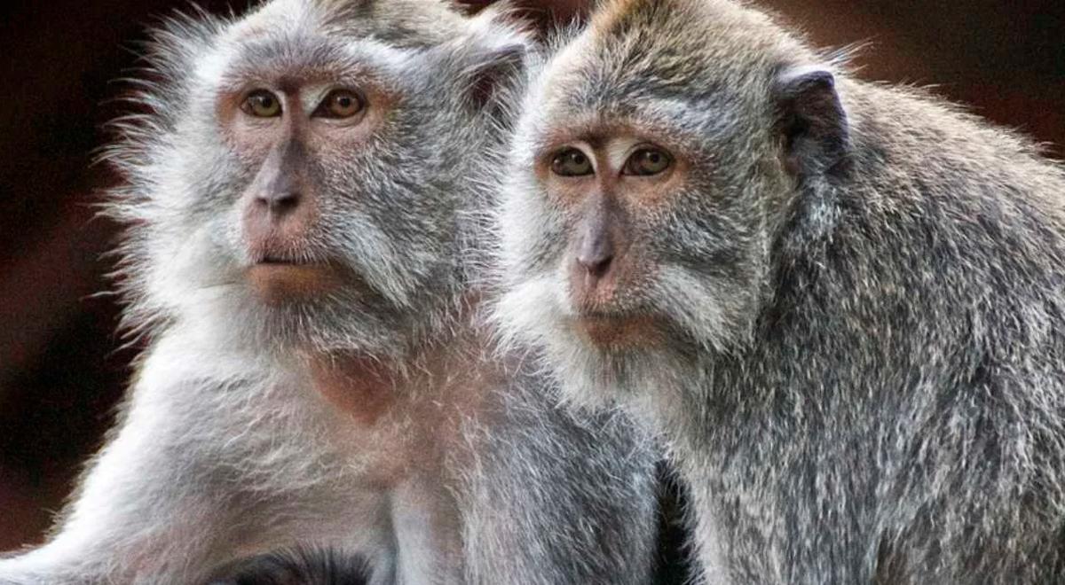 ALERTA en California del Sur: escapan más de 40 monos de laboratorio ...