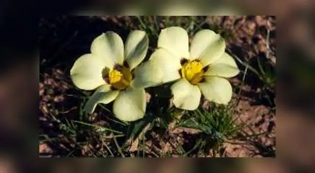 ¿La vuvuzela es una flor?