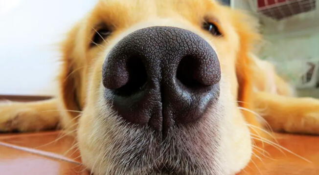 ¿Por qué los perritos se huelen la cola? La respuesta te sorprenderá