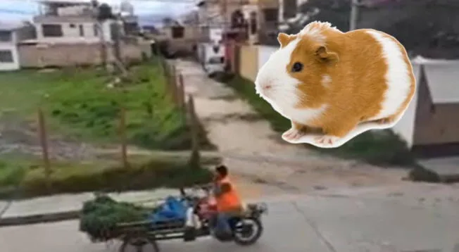 Vendedor de alfalfa impacta imitando sonido de cuy para ofrecer su producto: "Purito marketing"