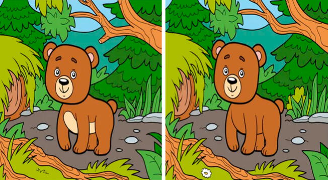 ¿Encontrarás las 5 diferencias entre los osos? Resuelve el reto que el ...