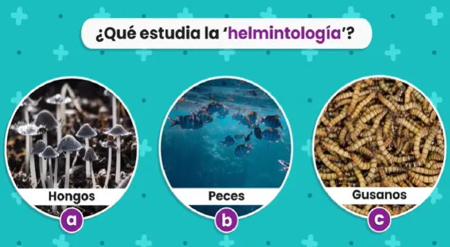 ¿Qué estudia la 'helmintología'? Demuestra que eres un GENIO con este ACERTIJO VISUAL