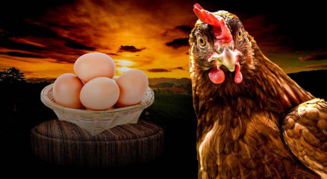 ¿qué Fue Primero El Huevo O La Gallina Científicos Responden Por Fin