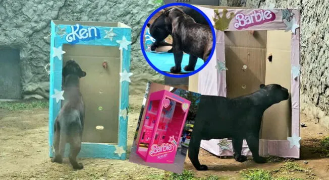 Ponen caja de 'Barbie' a otorongos del Parque de las Leyendas y termina ...