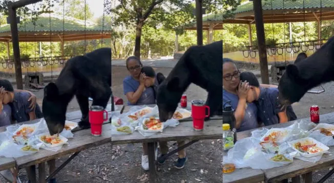 TikTok: Oso sorprende en pleno almuerzo a familia y se devora su comida ...