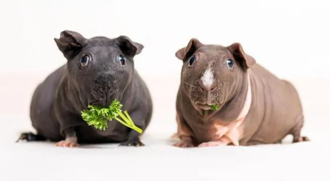 ¿Por qué este cuy peruano puede llegar a costar hasta 800 soles?