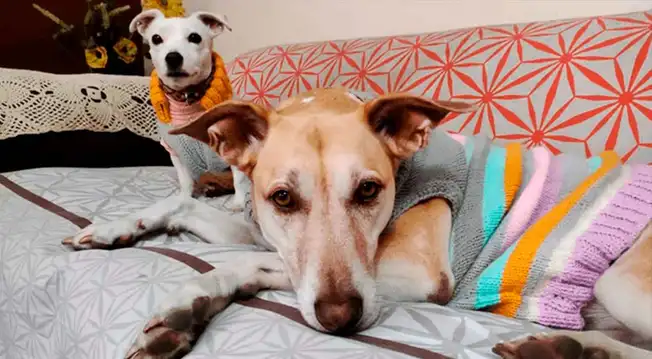 ¿Qué nuevo aspecto tendrán los perros en 10 mil años, según la ...