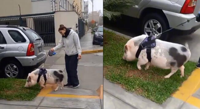 Mujer es captada paseando a su 'mascotita', un enorme cerdo que es ...