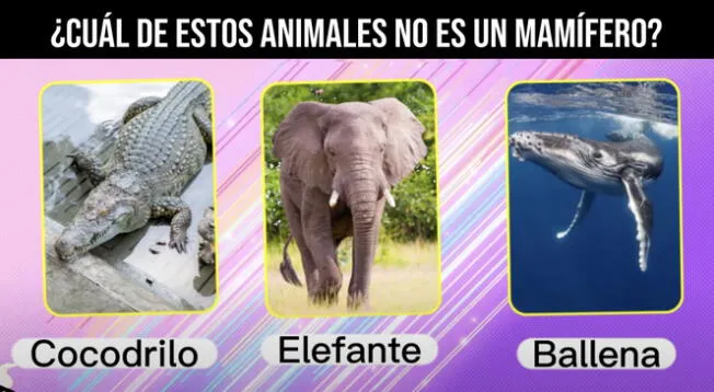¿Cuál no es un mamífero? Solo los más inteligentes pueden superar esta ...